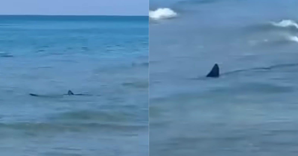 Squalo a pochi metri dalla riva: paura tra i bagnanti a Terracina ...