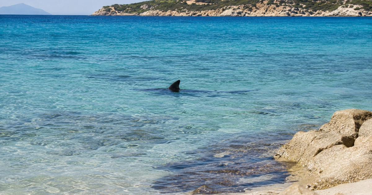 Sardegna, turista morso da uno squalo cinque volte - Newsroom Italia